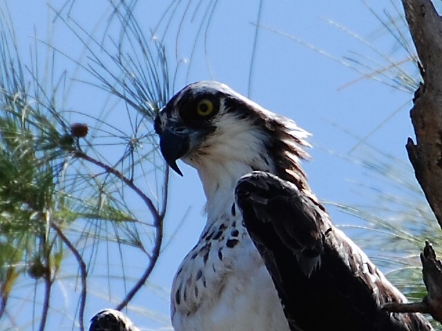 Kayak Eco Tours - Rentals - Siesta Key Fl