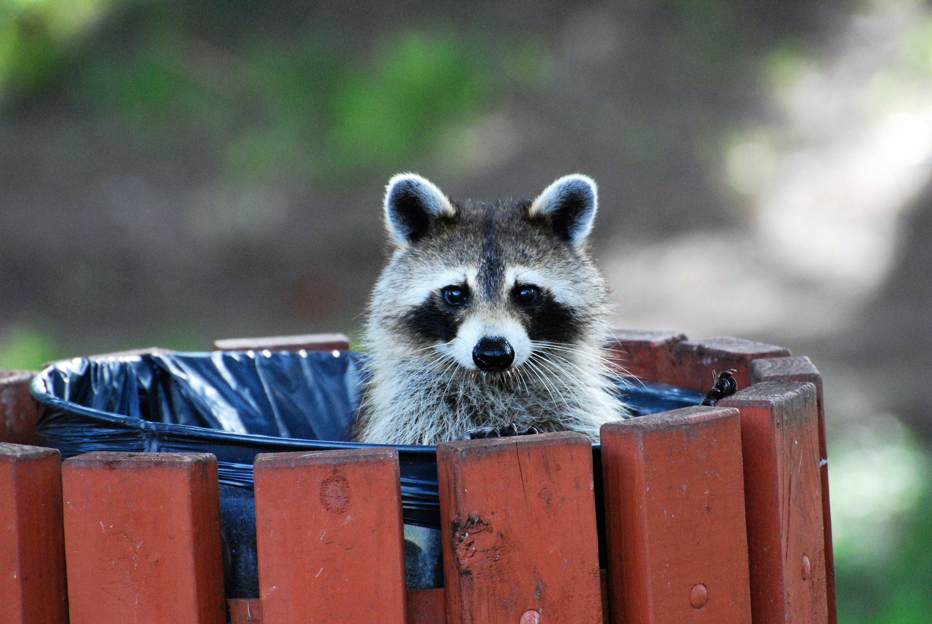 Kayak Eco Tours - Rentals - Siesta Key Fl