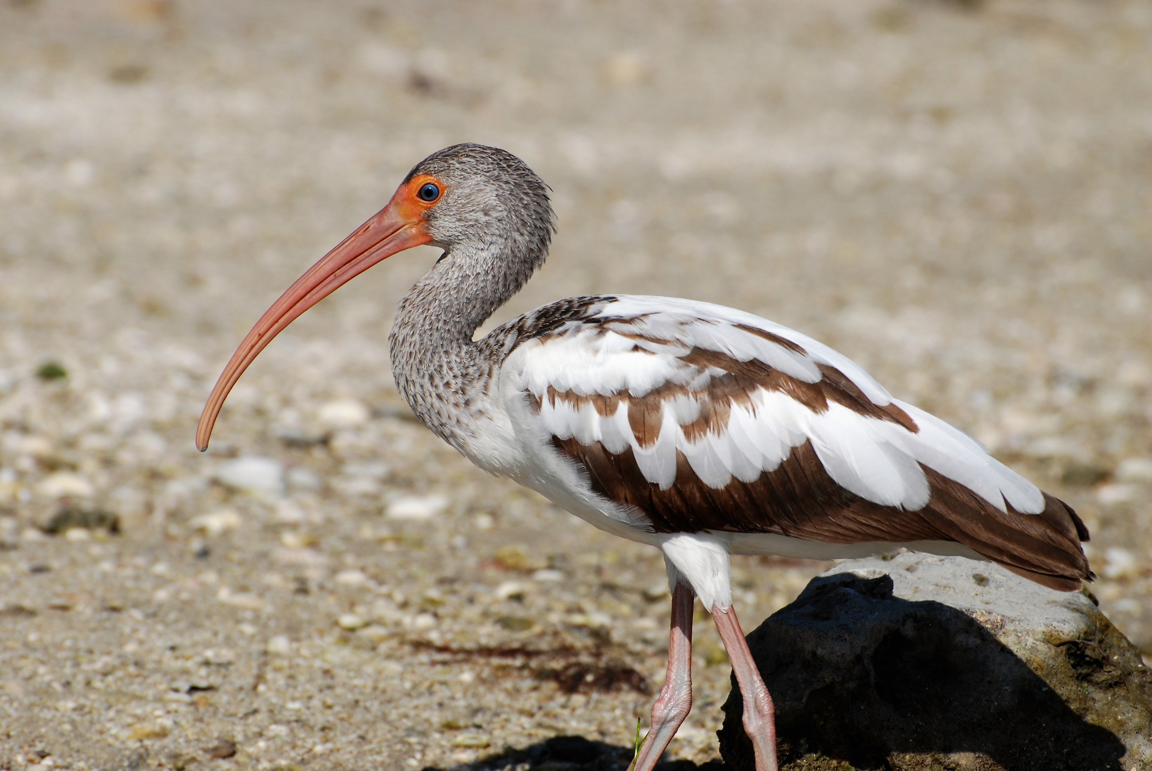 Kayak Eco Tours - Rentals - Siesta Key Fl